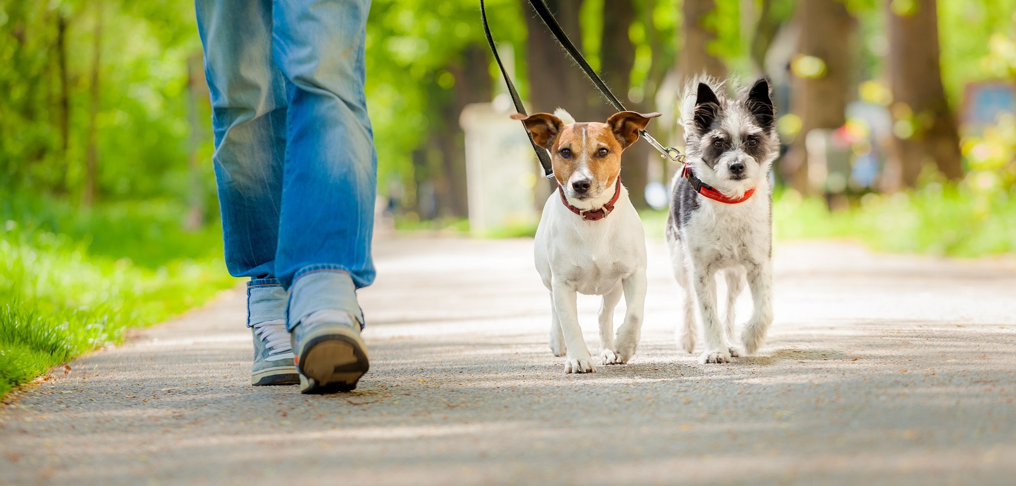 Behavior Modification - Kind To Canines